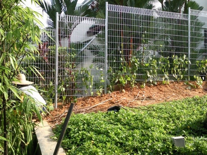 Galvanized BRC Fencing